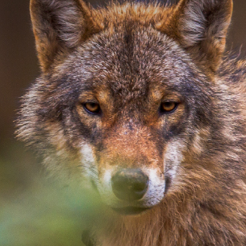 Studium Generale: Samenleven met de wolf - Open Universiteit - Open ...